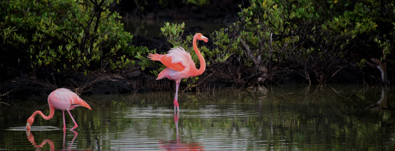 Qué son los manglares - Ciencia Divertida Galicia Ciencia Divertida Galicia