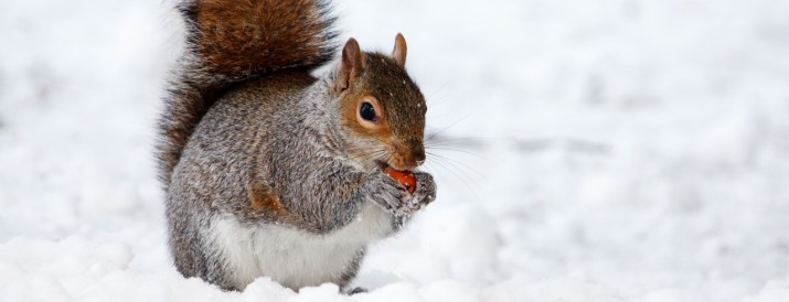 Por qué hibernan los animales - Ciencia Divertida Galicia Ciencia ...